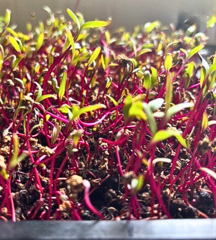 Beetroot Microgreens Seeds - 100g , microgreens,microgreen seeds ...