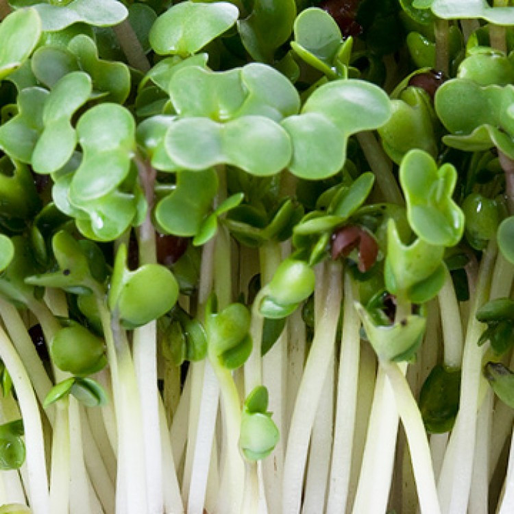 Broccoli Microgreens Seeds - 100 Grams, microgreens, salads, juicing ...