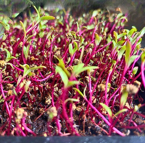 Beetroot Microgreens Seeds - 100g , microgreens,microgreen seeds ...