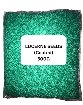 Lucerne Seeds -500 Grams coated and treated, Lucerne, Fodder Crop ...