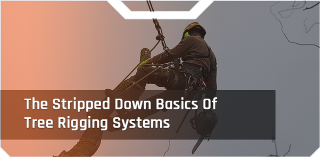 The Stripped Down Basics Of Tree Rigging Systems - Pelican Rope