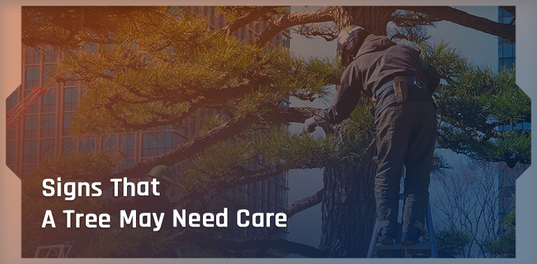 A Guide To When A Tree Needs Care - Pelican Rope