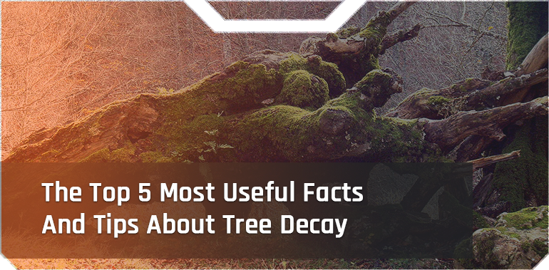 The Top 5 Most Useful Facts And Tips About Tree Decay - Pelican Rope