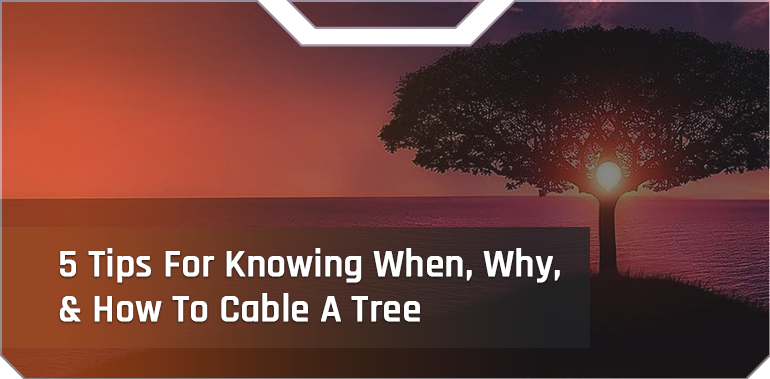 5 Tips For Knowing When, Why & How To Cable A Tree - Pelican Rope