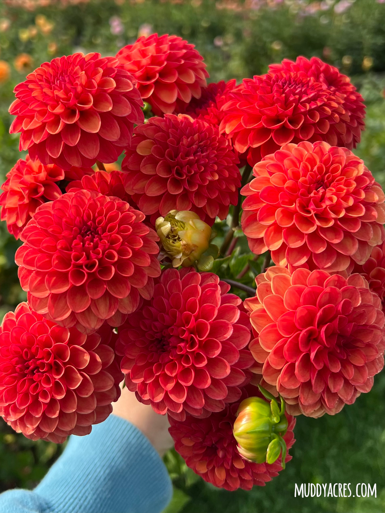 Dahlia Valley Rust Bucket | Muddy Acres Flower Farm