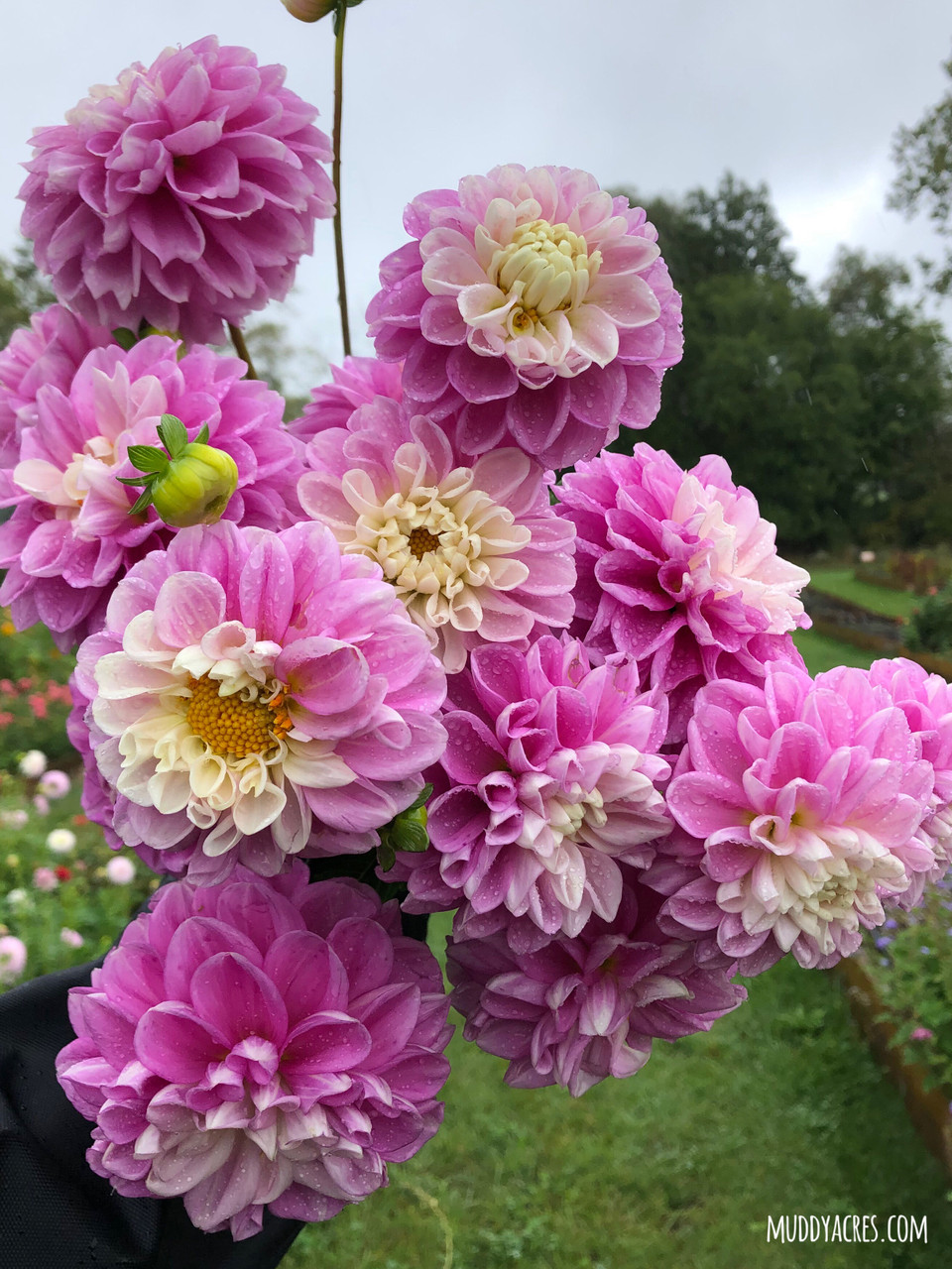 Dahlia Fluffles | Muddy Acres Flower Farm