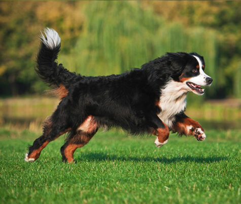 Joint Health for Dogs: A Comprehensive Guide - Swedencare UK