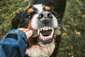 La importancia de la salud oral en perros: una guía práctica ...