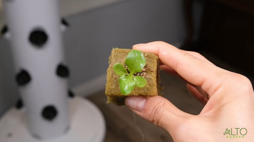 Growing In Rockwool Cubes – How to Start Seeds in Rockwool - ALTO Garden
