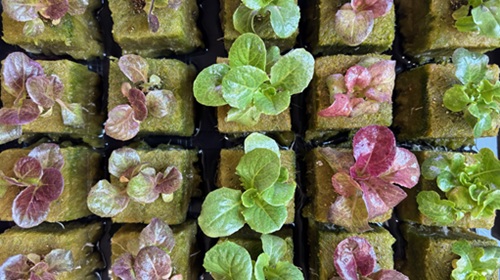 Hydroponic Seed Germination: A Beginner's Step-by-Step Guide - ALTO Garden
