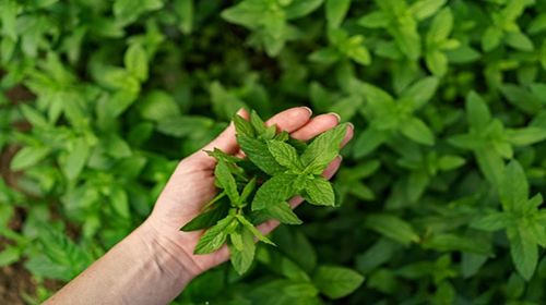 Ultimate Guide to Growing Mint Indoors: Tips for Success