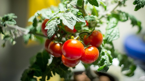 Boosting Tomato Flowering: Best Practices for Indoor Gardens - ALTO Garden