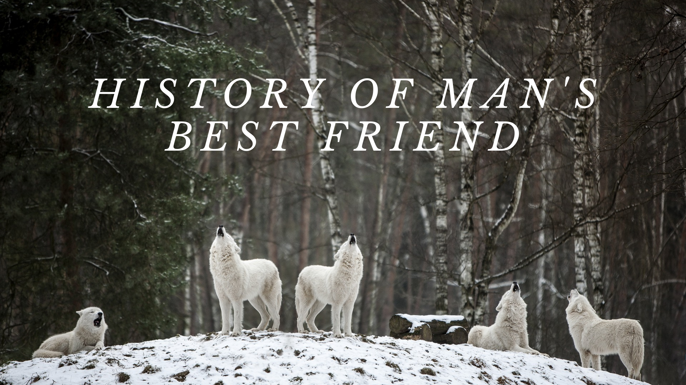 History of Man's Best Friend - Silver Lucy London