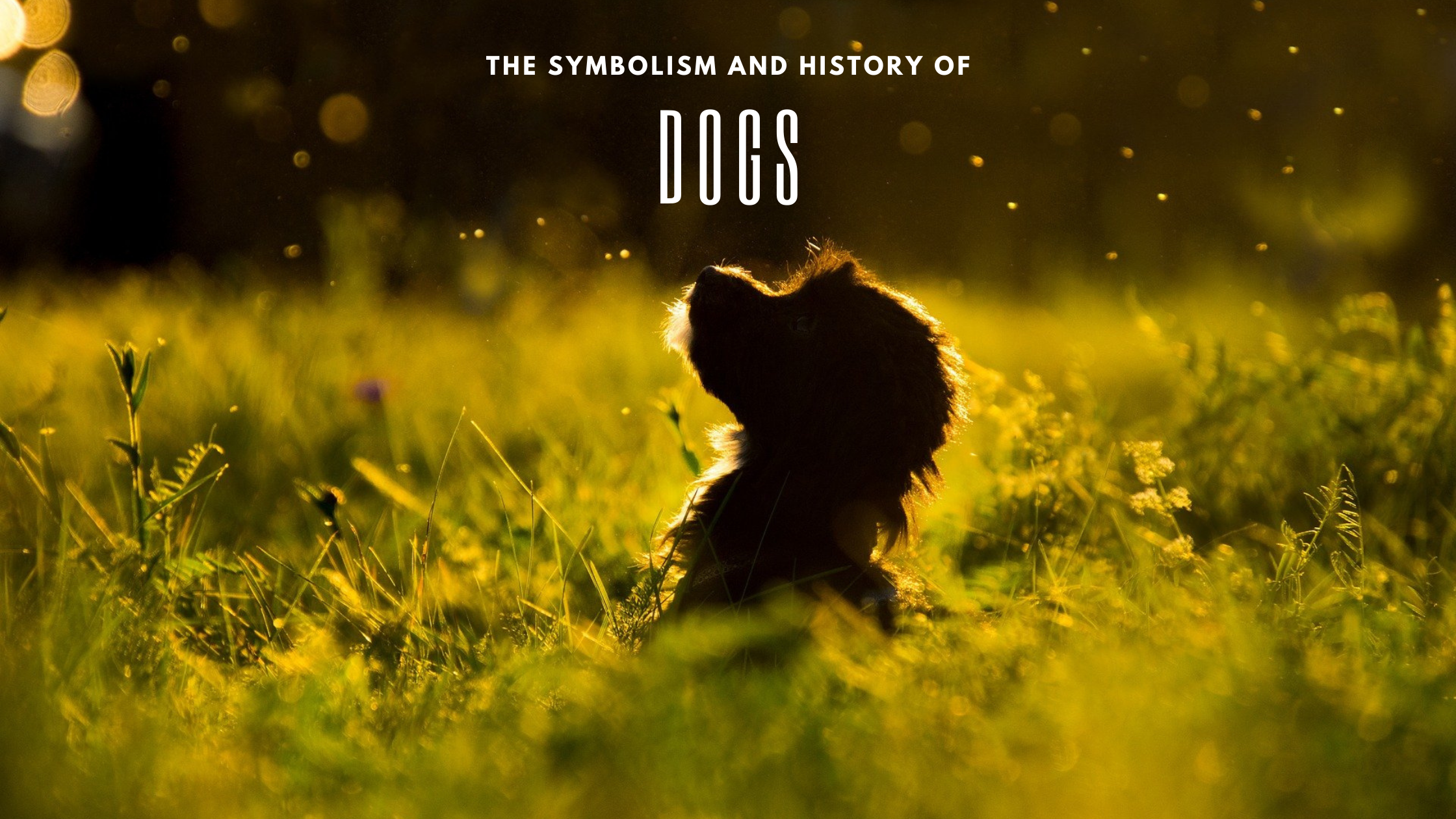The Symbolism and History of Dogs - Silver Lucy London