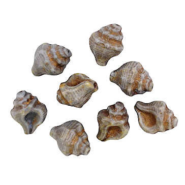 Murex/Conch Shell Beads, Grey with Bronze, 15x12mm (Qty: 8) - Jill ...