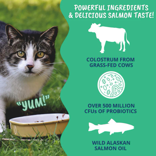 Under The Weather Vital Colostrum Gel for Cats & Kittens 3.5 oz - Chow ...