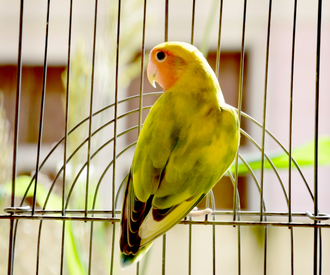 Considering getting a bird? What you need to know. - Chow Hound Pet ...