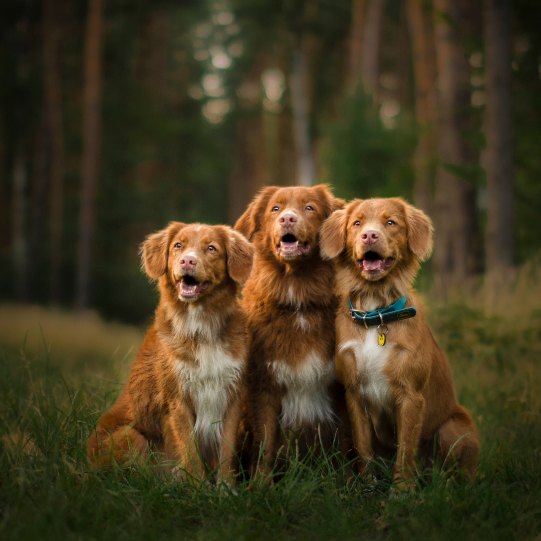 7 Earth Friendly Pet Products - Chow Hound Pet Supplies