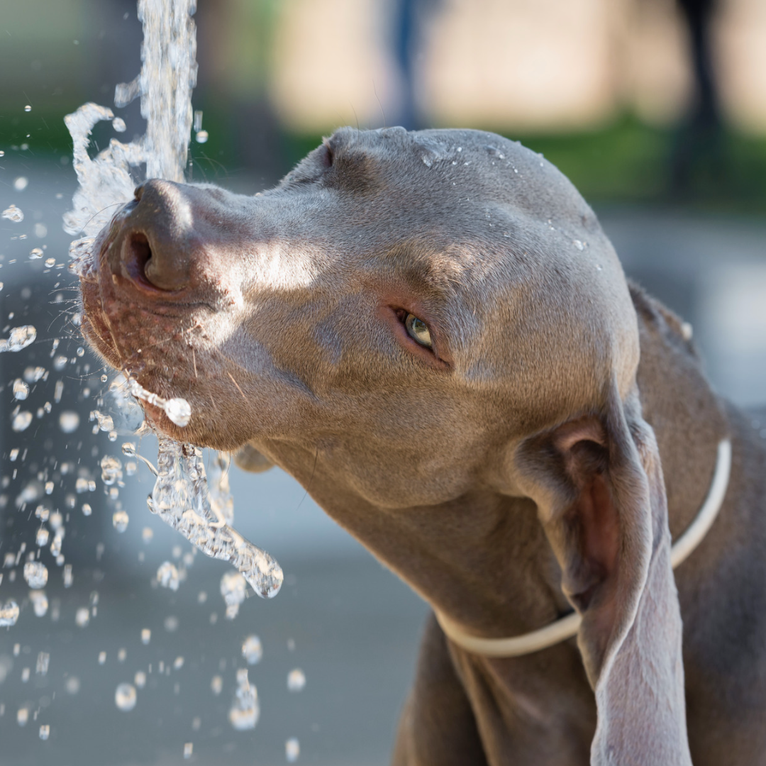 The Importance of Keeping Your Pet Hydrated - Chow Hound Pet Supplies