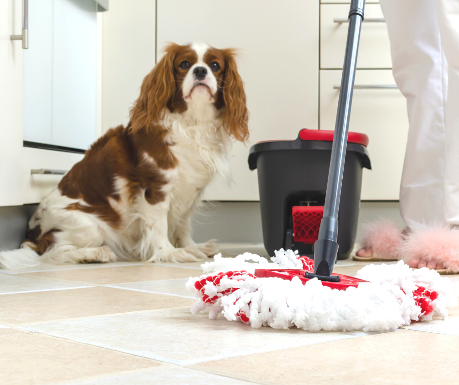 Spring Cleaning for your Pets - Chow Hound Pet Supplies