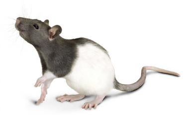 Misc Live Feeder Rats