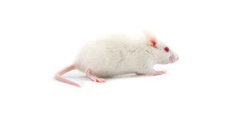 Misc Frozen Rat