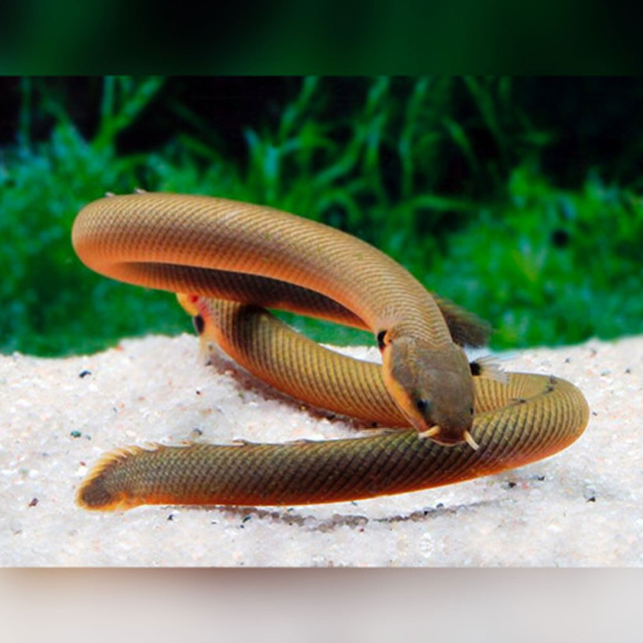 Shop Online for Ropefish | Riverpark Aquatics UK