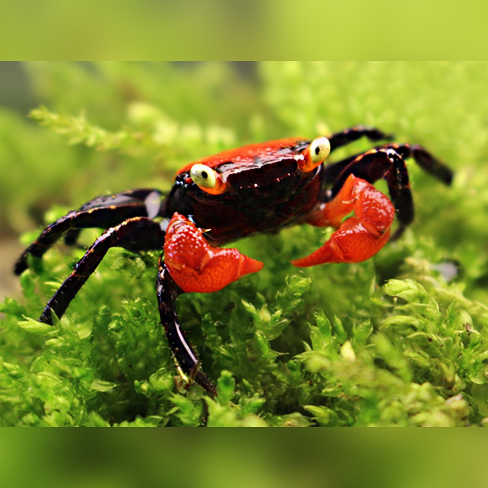 Shop Online for Freshwater Crabs | Riverpark Aquatics UK