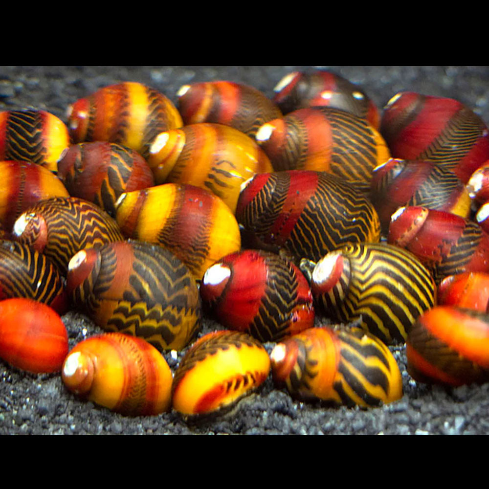 Shop Online for Freshwater Snails | Riverpark Aquatics UK