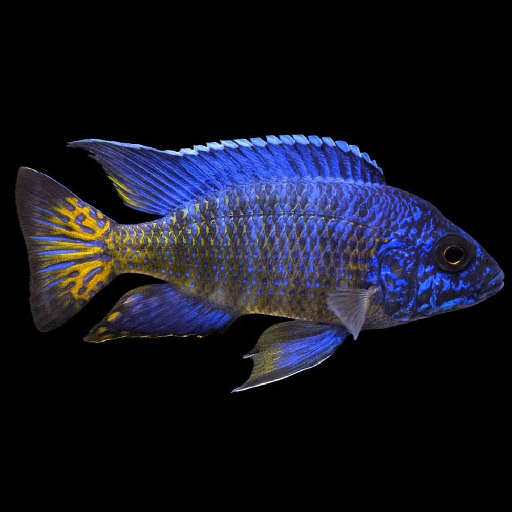 Ngara Flametail Peacock Cichlid (Aulonocara stuartgranti ngara) 5cm