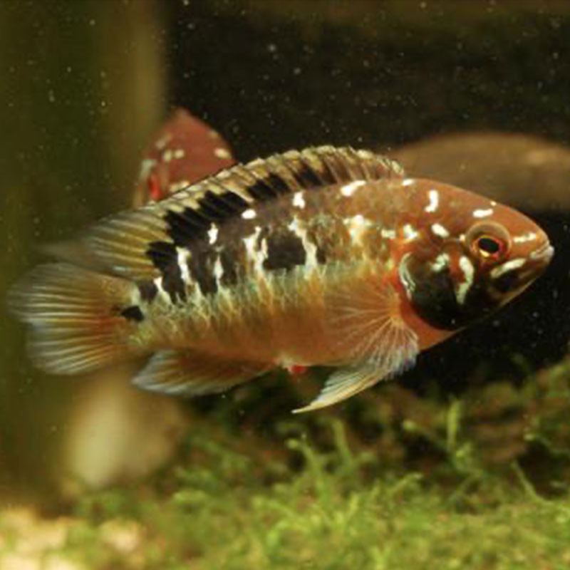 Ivanacara bimaculata Pair