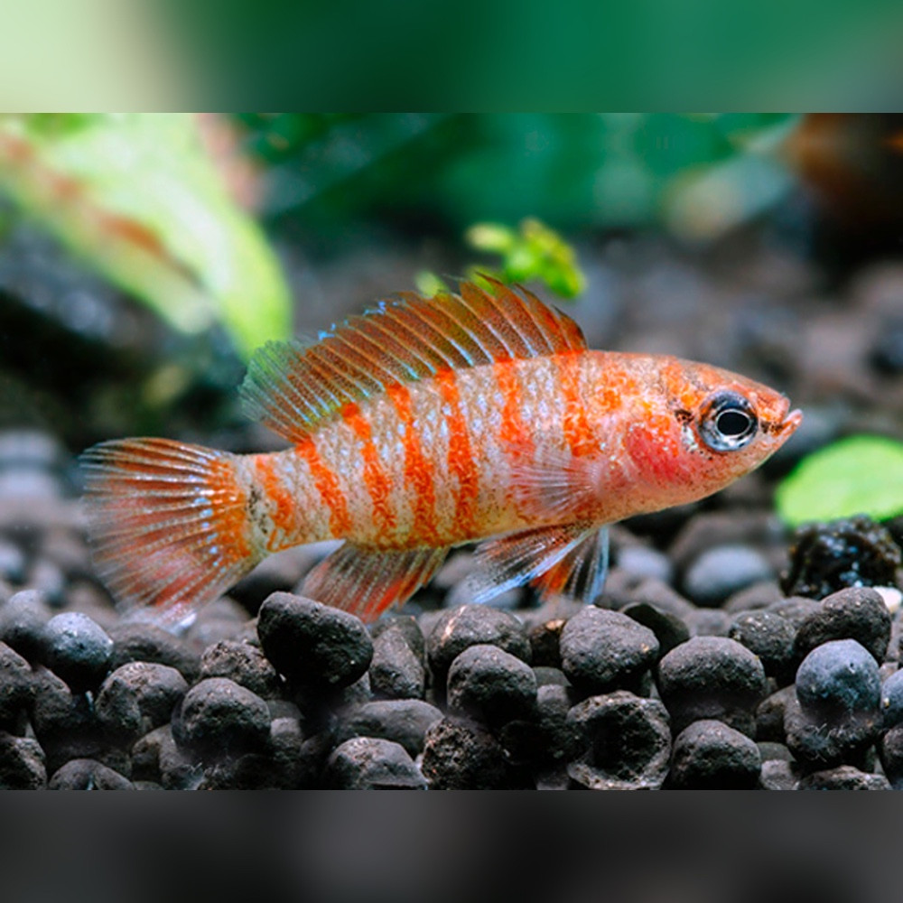 Shop Online for Badis and Dario Fish | Riverpark Aquatics UK