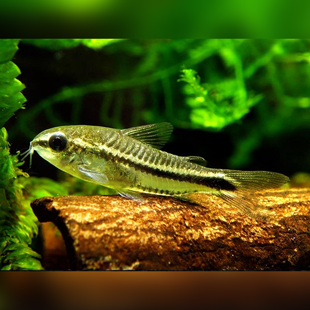 Emerald Corydora | Riverpark Aquatics