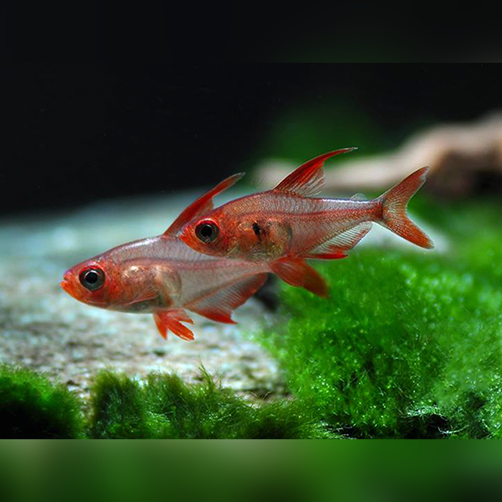 The Red Cherry Tetra (Hyphessobrycon sp. "Muzel Red Cherry")