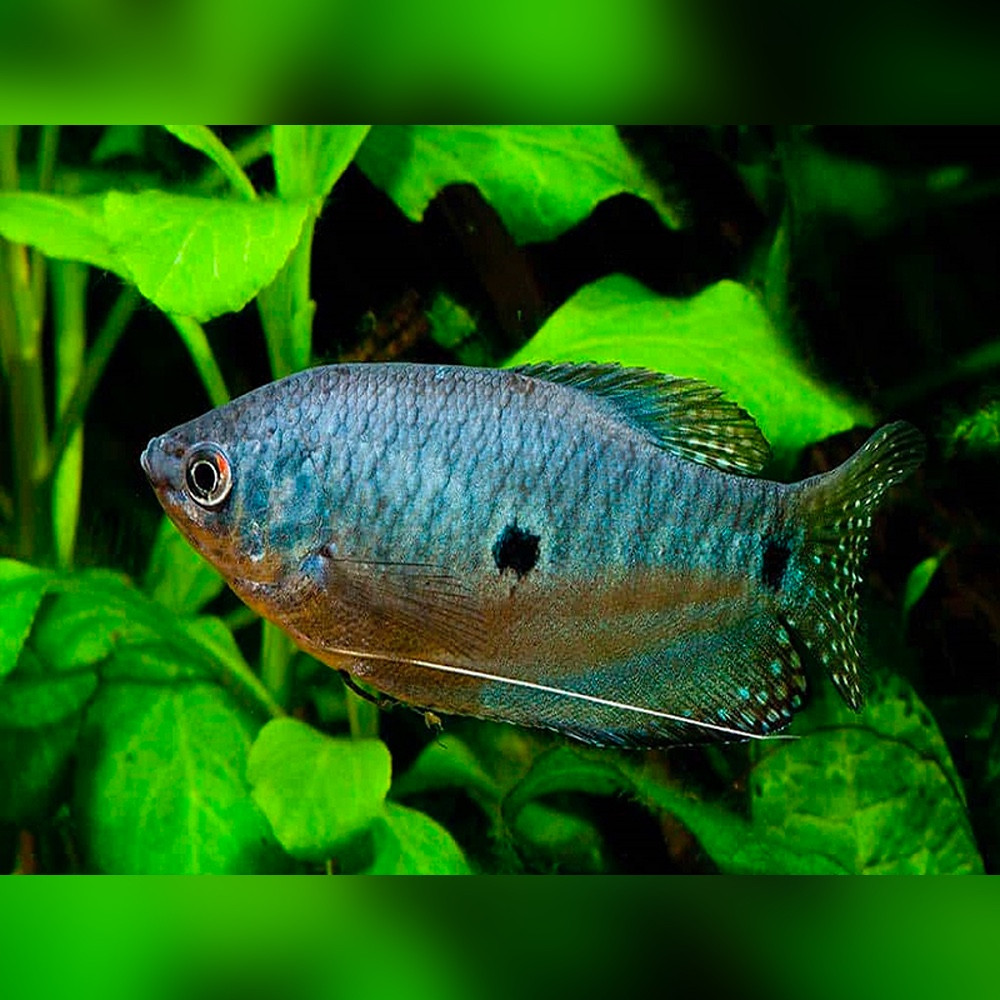 Shop Online for Gourami and Paradise Fish | Riverpark Aquatics UK