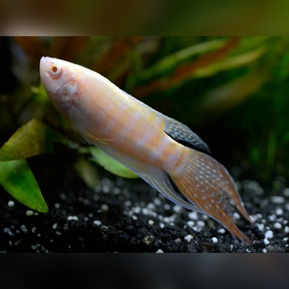 Roundtail Paradise Fish (Macropodus ocellatus)