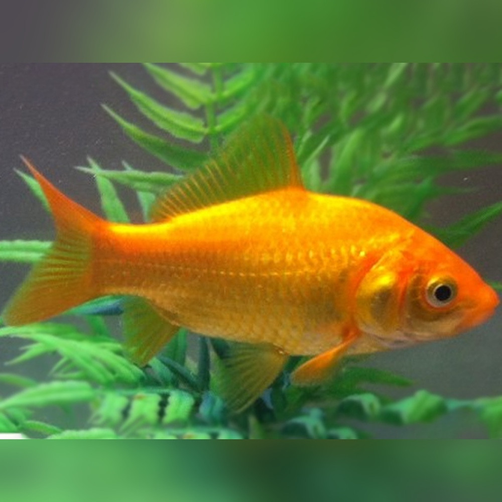 Sarasa Comet Goldfish (Carassius auratus) 3"