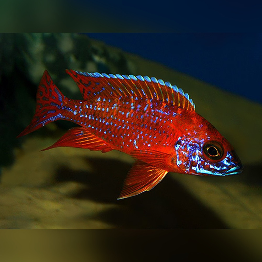 Ruby Red Peacock Cichlid (Aulonocara sp.)