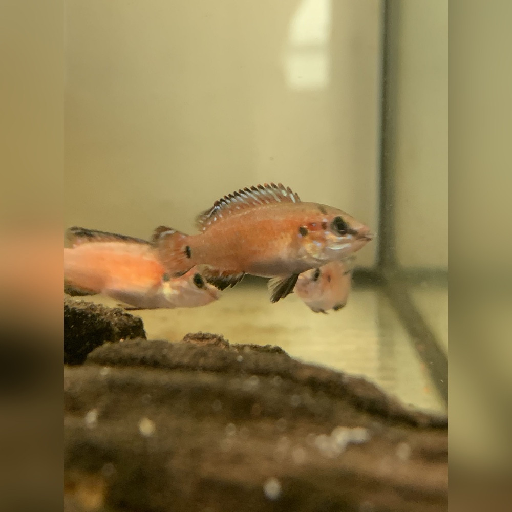 Turkana Jewel Cichlid (Hemichromis exsul)