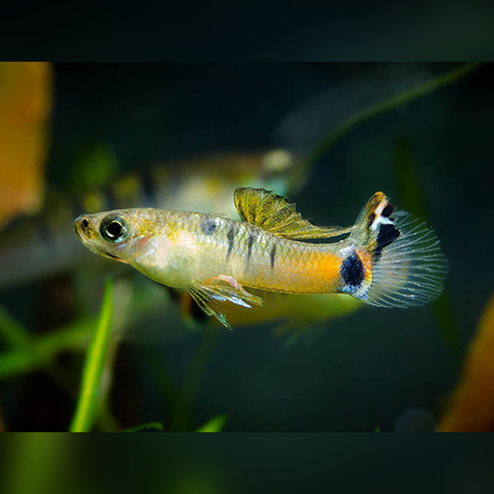 Shop Online for Livebearers | Riverpark Aquatics UK