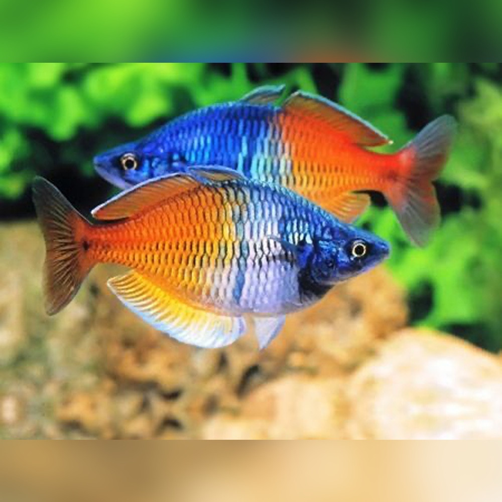 Shop Online for Rainbowfish | Riverpark Aquatics UK