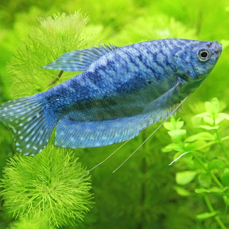 Shop Online for Gourami and Paradise Fish | Riverpark Aquatics UK