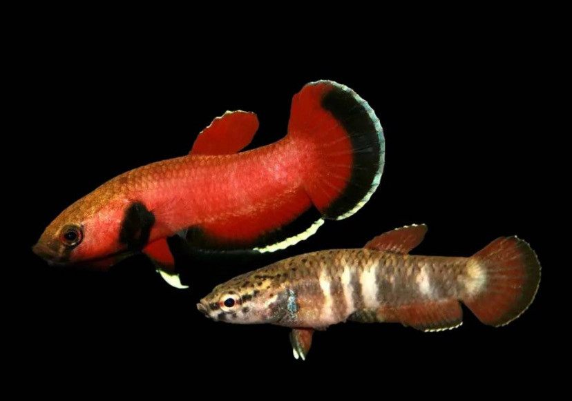 UK Bred Snakehead Betta (Betta channoides) Pair | Riverpark Aquatics