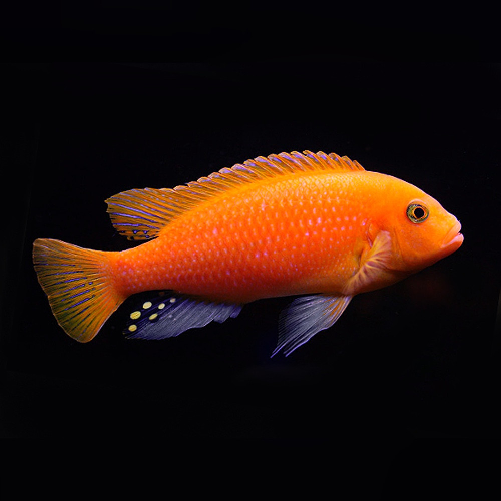 Red Zebra Cichlid (Maylandia estherae) 5cm