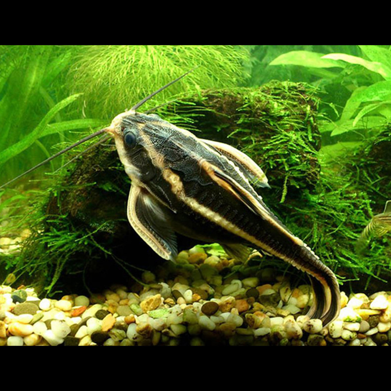 Striped Raphael Catfish (Platydoras costatus) 5-6cm