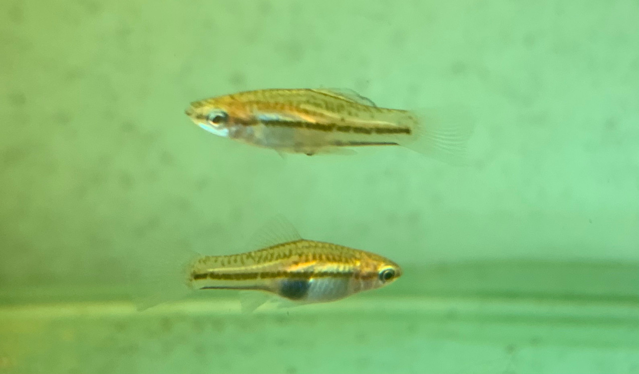 Pygmy Swordtail (Xiphophorus pygmaeus) | Riverpark Aquatics