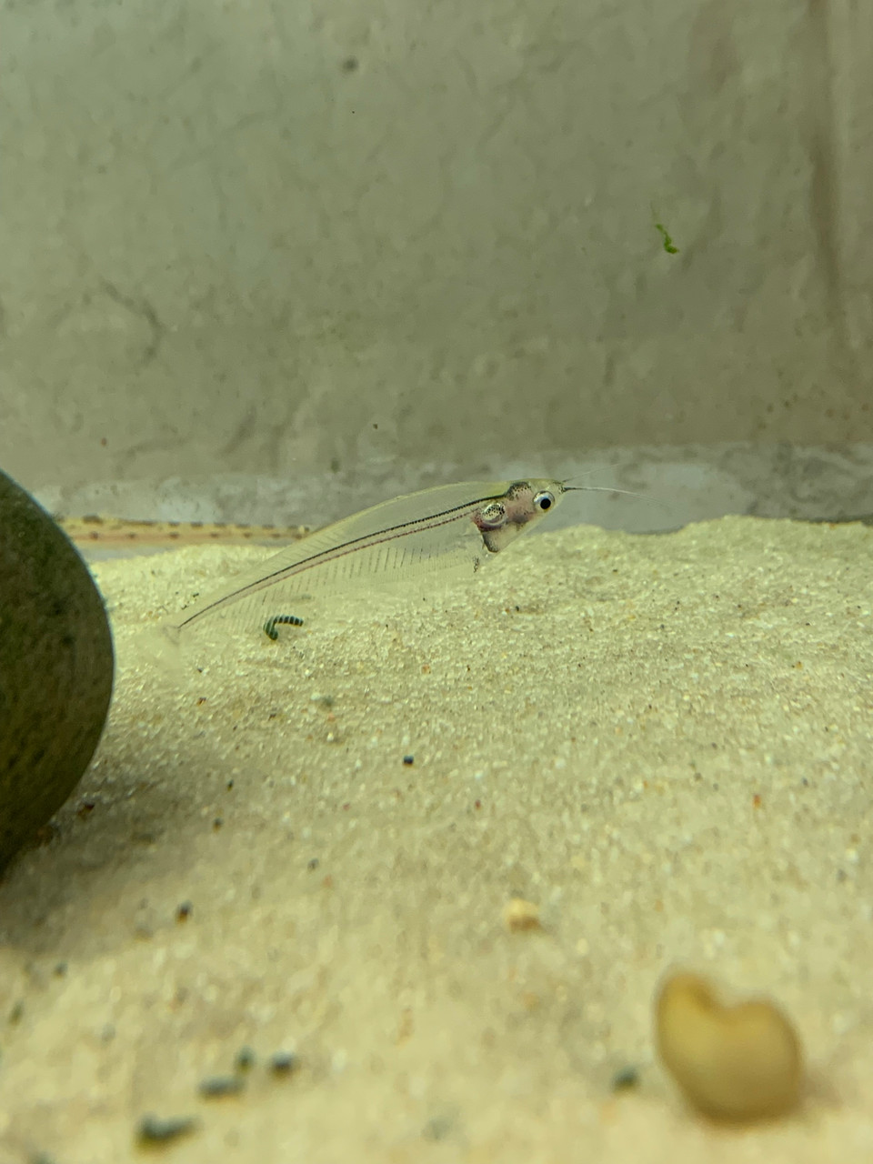 Glass Catfish (Kryptopterus vitreolus)