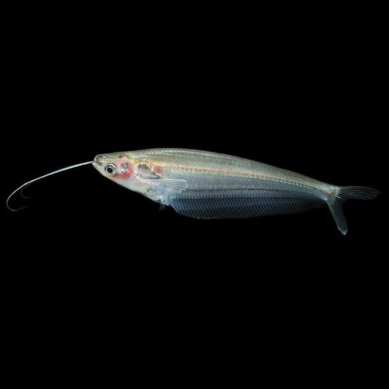 Glass Catfish (Kryptopterus vitreolus)