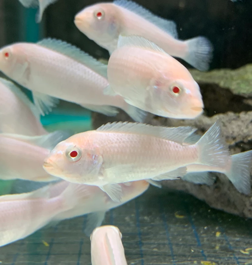 Snow White Cichlid (Pseudotropheus socolofi)