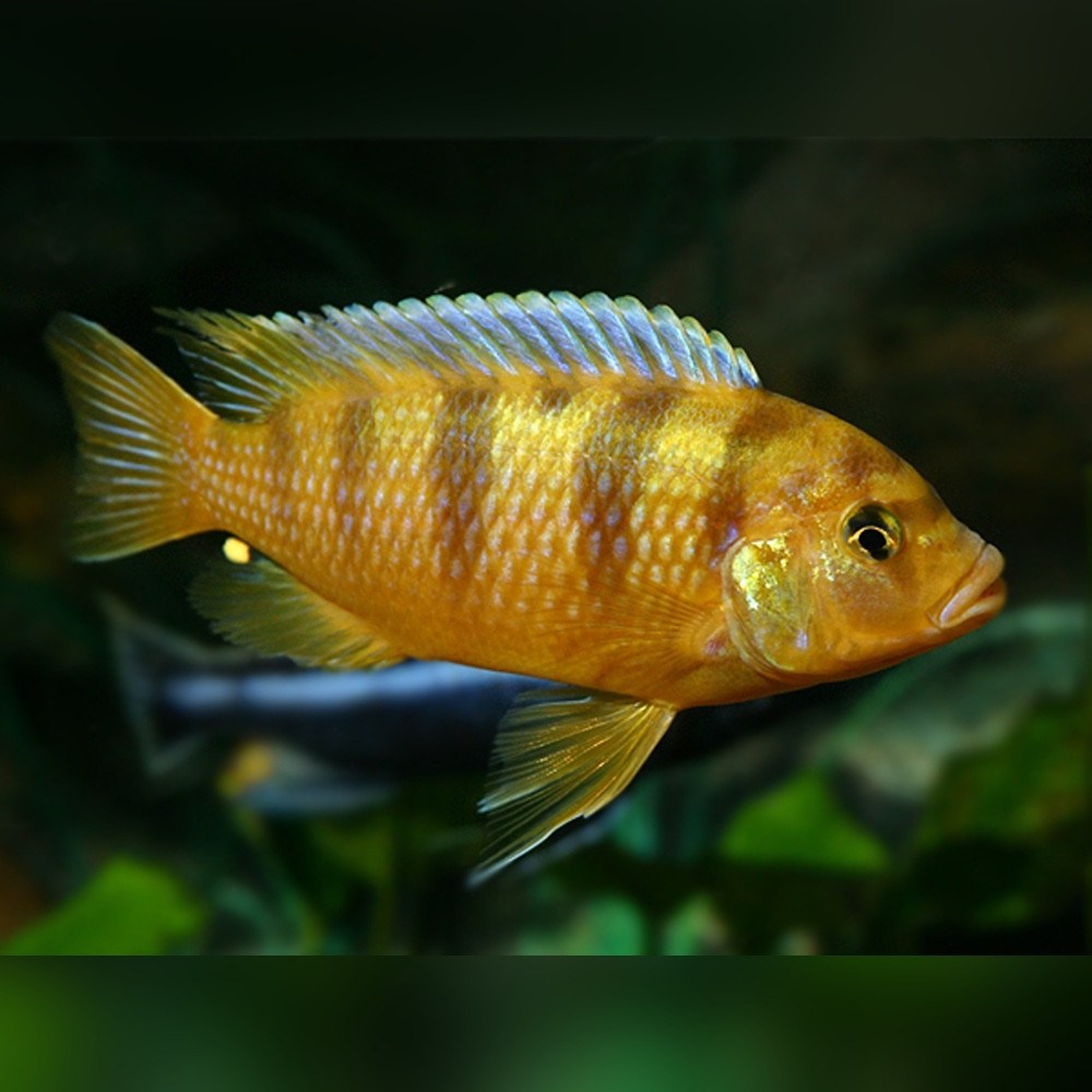 Kenyi Cichlid (Maylandia lombardoi)